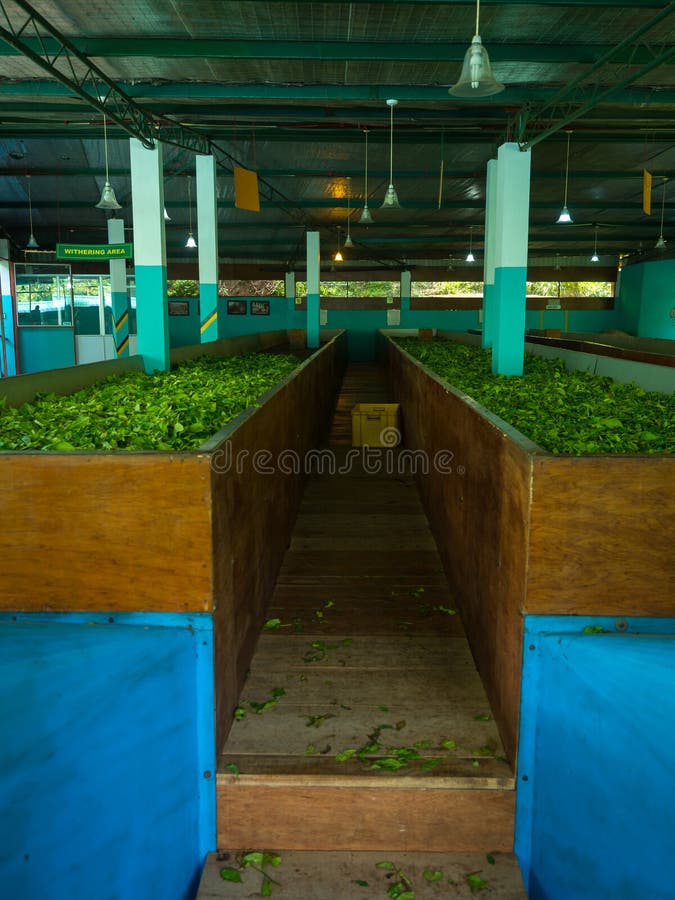 Production of Processing Tea Leaves. Stock Photo - Image of nuwara ...