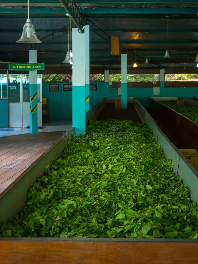 Production of Processing Tea Leaves Stock Photo - Image of farm, india ...