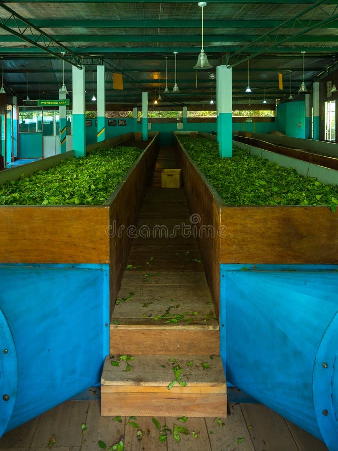 Production of Processing Tea Leaves. Stock Image - Image of nuwara ...