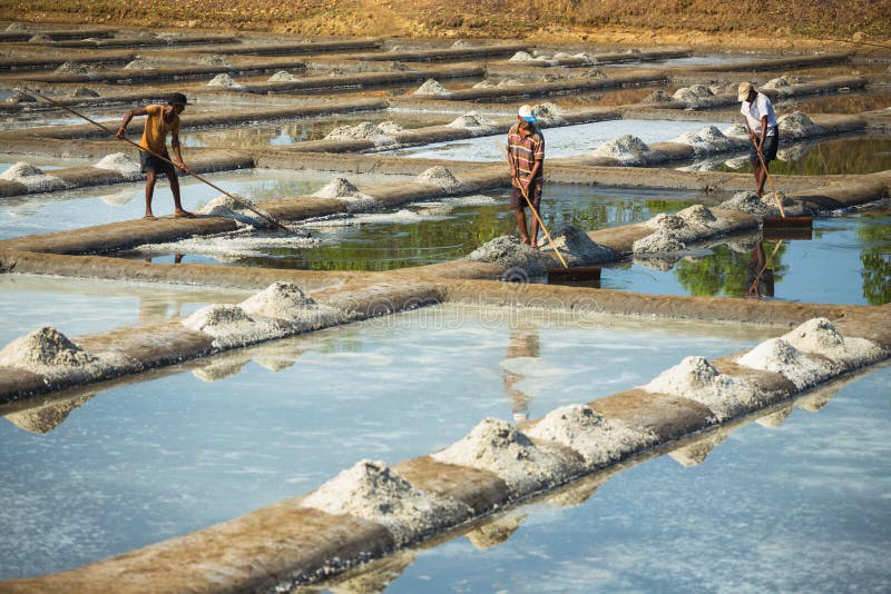 Production of Salt on a Farm in India Editorial Image - Image of india ...