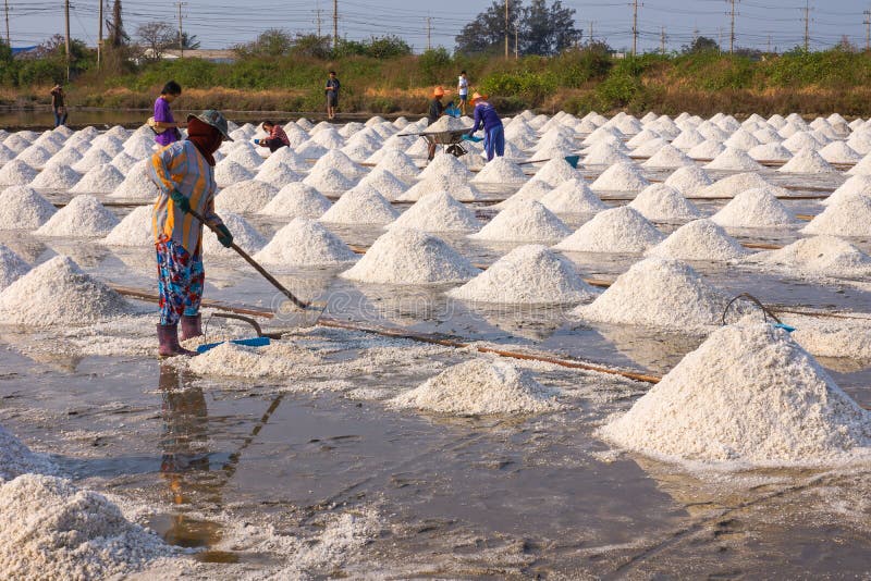Production of Sea - Salt Fleur De Sel in the Salt Fields of Guerande ...