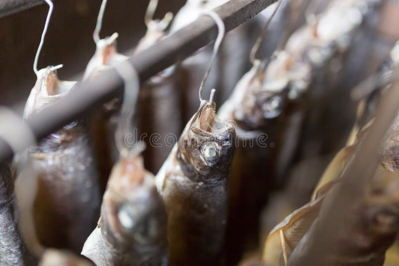 Production of smoked fish stock photo. Image of processing - 105072414