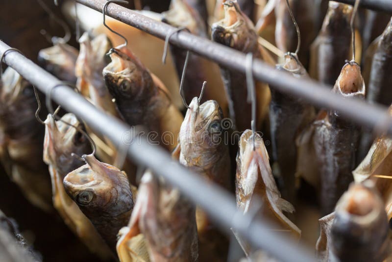 Production of smoked fish stock photo. Image of seafood - 105072422