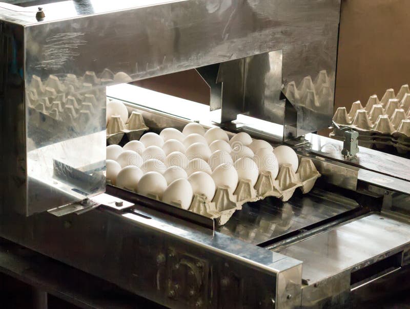 Production for Sorting Chicken Eggs, the Process of Selection of ...