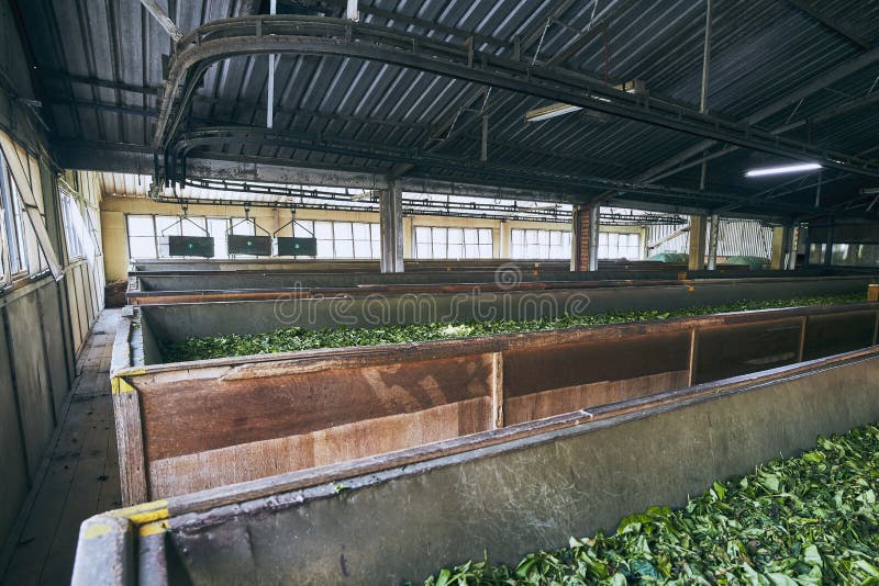 Production in tea factory stock photo. Image of antioxidant - 168875584