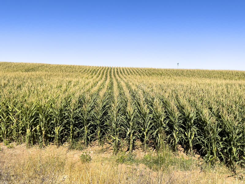 Productive Corn Cultivation and Its Texture in the Fields Stock Image ...