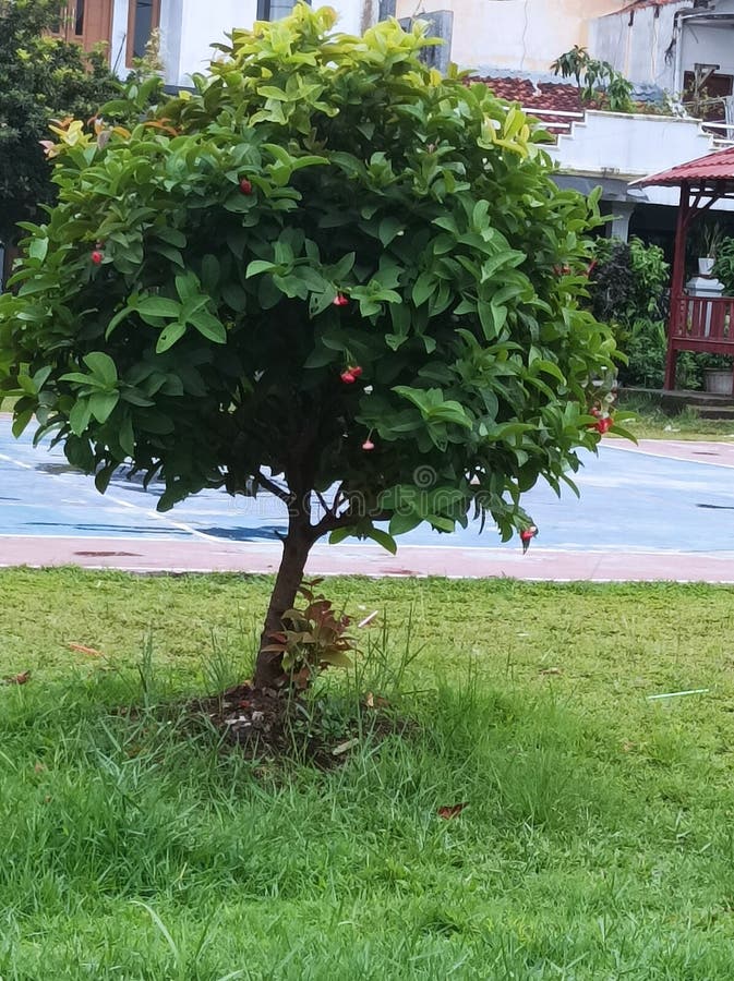 A Productive Small Water Guava Tree Stock Image - Image of productive ...