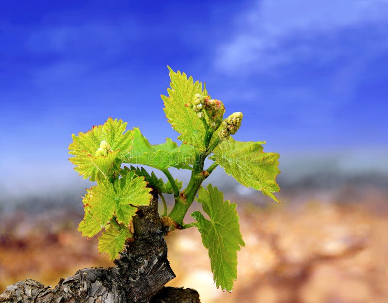Young Tender Shoots And Leaves Of Grapes On The Vine In Spring. Stock ...