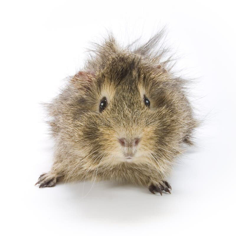 Guinea pig stock foto. Image of geïsoleerd, dier, verward - 4096534