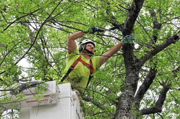 Professional Arborist Working in Crown of Large Tree Stock Image ...
