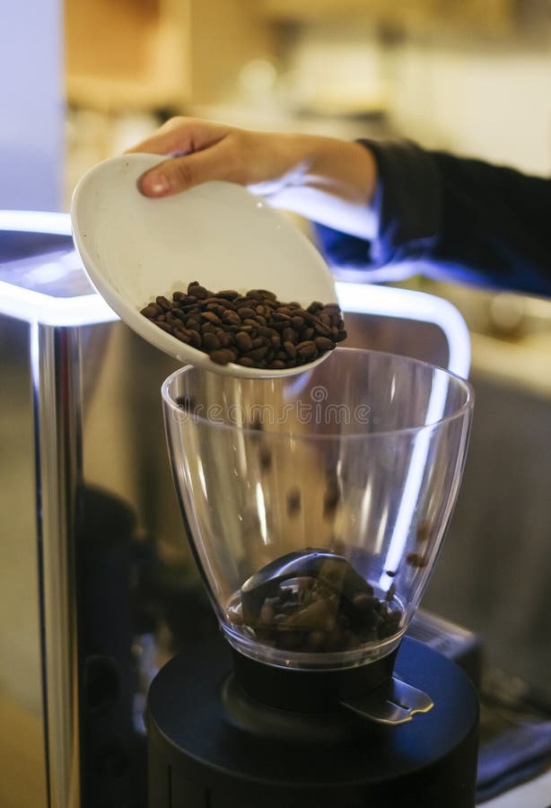 Professional Barista Puts Roasted Coffee Beans into Grinder Machine ...