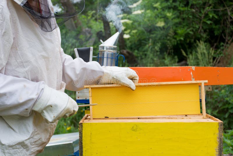 Dedicated Beekeeper Tending To Nature S Sweet Bounty Stock Photo ...