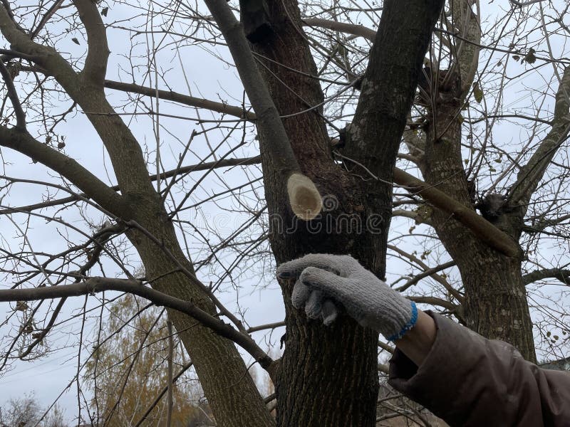 Professional Branch Trimming of an Aged Tree Stock Photo - Image of ... Professional Branch Trimming of an Aged Tree Stock Photo - Image of ...