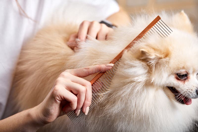 Professional Cares for a Dog in a Specialized Salon by Master, Combing ...