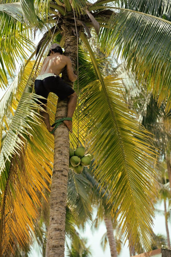 Professional Climber on Coconut Treegathering Stock Image - Image of ...