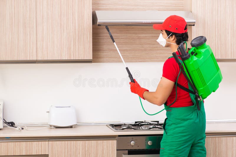 The Professional Contractor Doing Pest Control at Kitchen Stock Photo ...