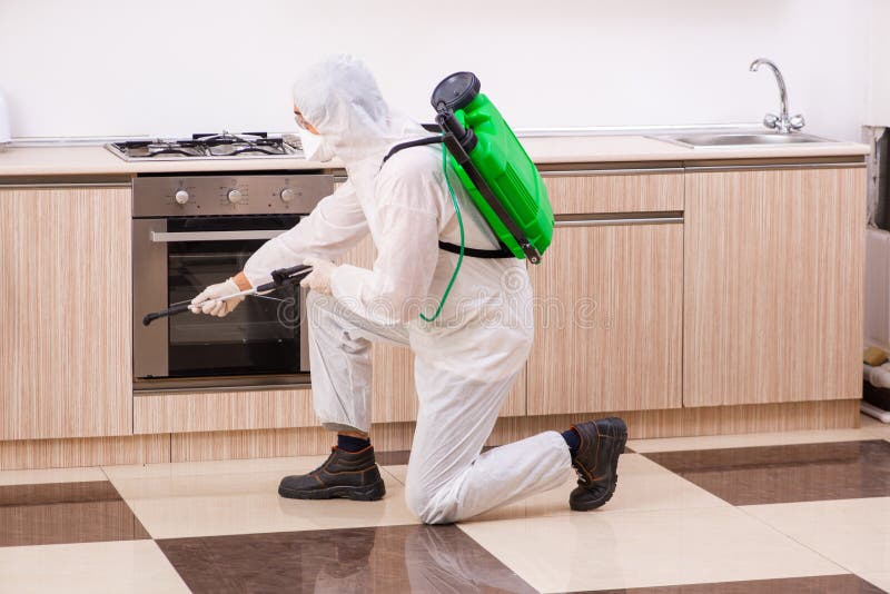 The Professional Contractor Doing Pest Control at Kitchen Stock Photo ...