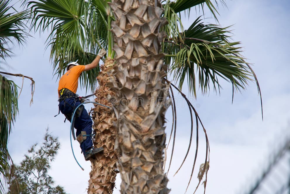 Palm tree pruning editorial photo. Image of surgery - 179066791