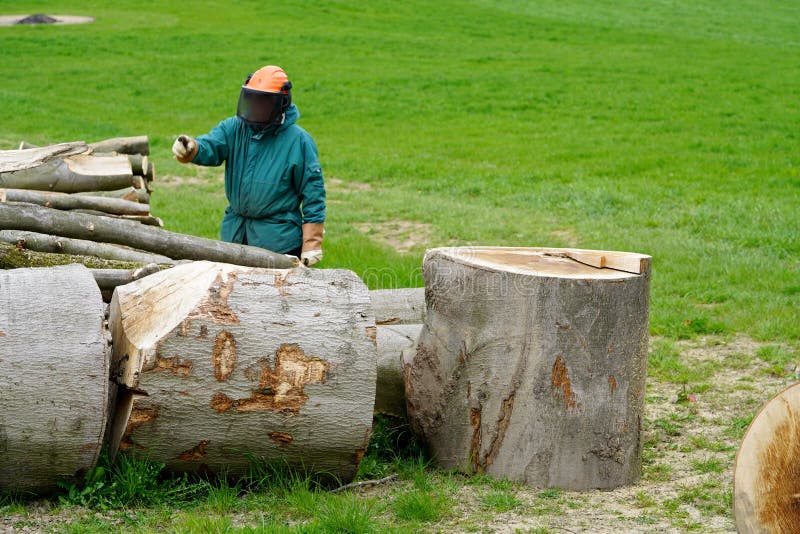 Professional Cutting a Tree Stock Image - Image of logging, worker ...
