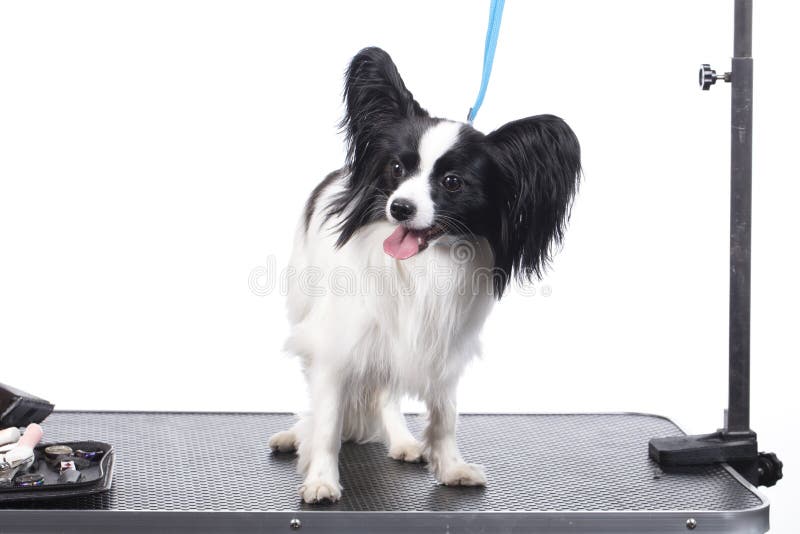 Professional dog care stock image. Image of indoor, doggy - 257279055