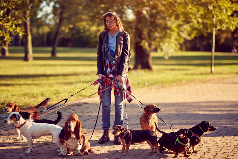 Professional Dog Walker - Dog Enjoying in Walk City Stock Image - Image ...