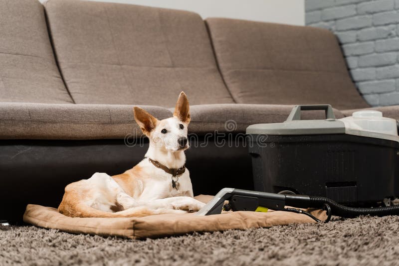 Professional Domestic Dry Cleaning Service. Removing Dirt and Dust from ...