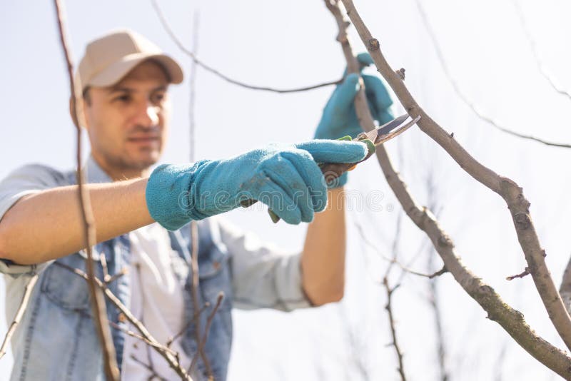 Professional Gardener Pruning a Tree Stock Photo - Image of pruning ...