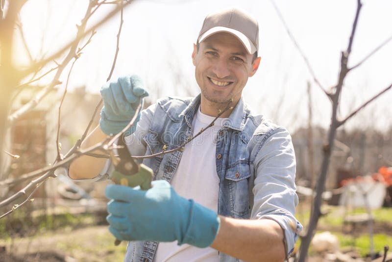 Professional Gardener Pruning a Tree Stock Image - Image of care ...