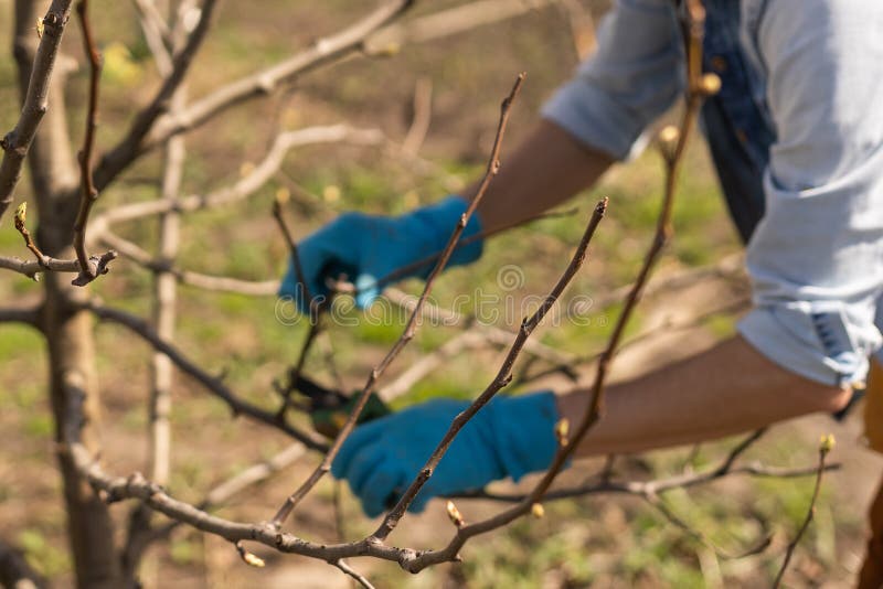 Professional Gardener Pruning a Tree Stock Image - Image of gardener ...