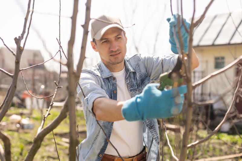 Professional Gardener Pruning a Tree Stock Image - Image of person ...