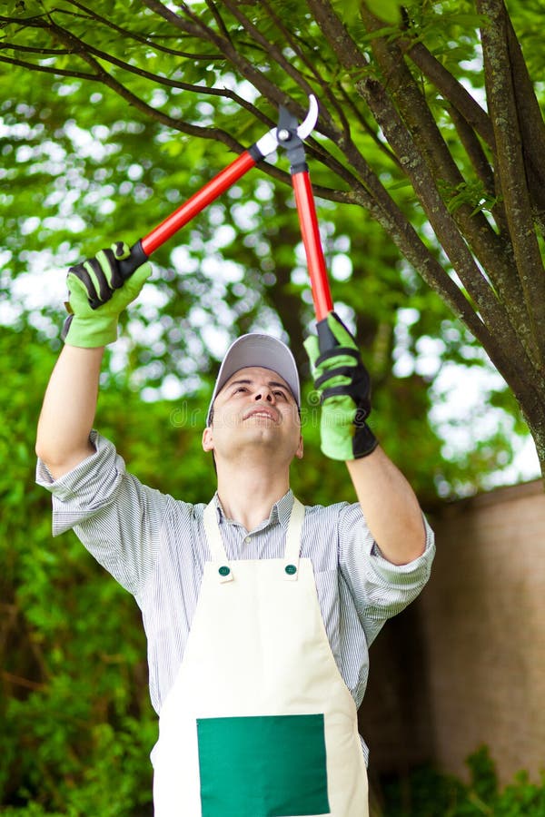 Professional Gardener Pruning a Tree Stock Image - Image of bush ...