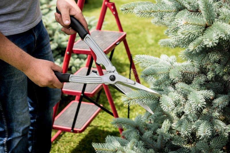 Professional Gardener Pruning a Tree with Garden Scissors Stock Photo ...