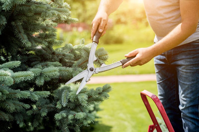 Professional Gardener Pruning a Tree with Garden Scissors Stock Photo ...