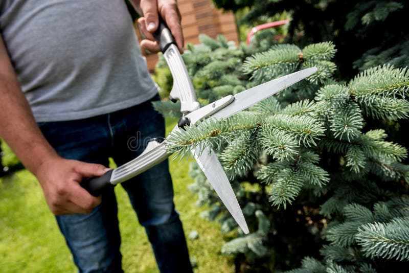 Professional Gardener Pruning a Tree with Garden Scissors Stock Image ...