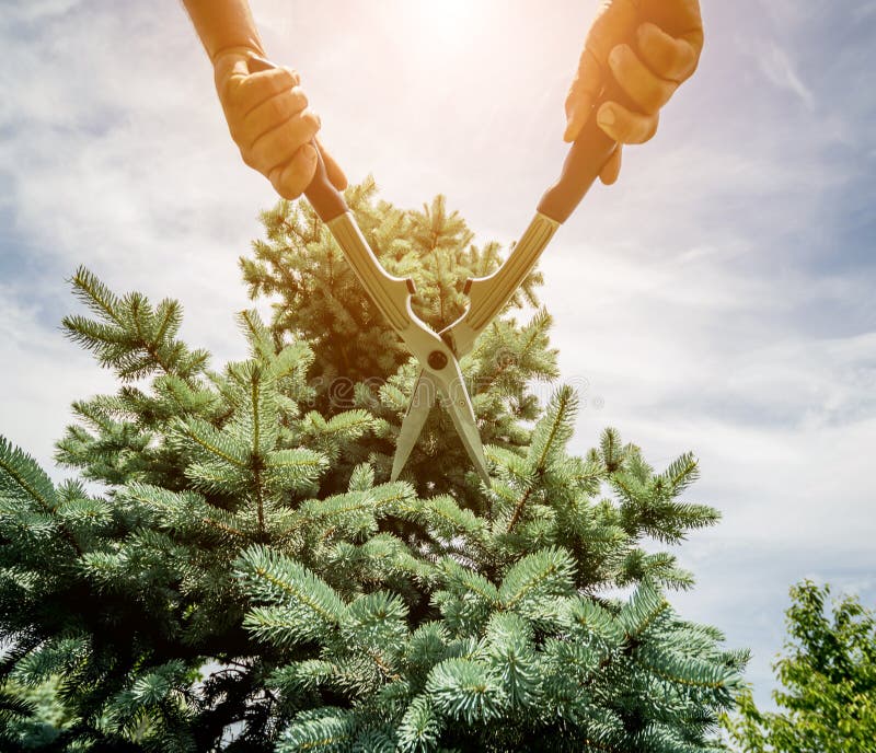 Professional Gardener Pruning a Tree with Garden Scissors Stock Image ...
