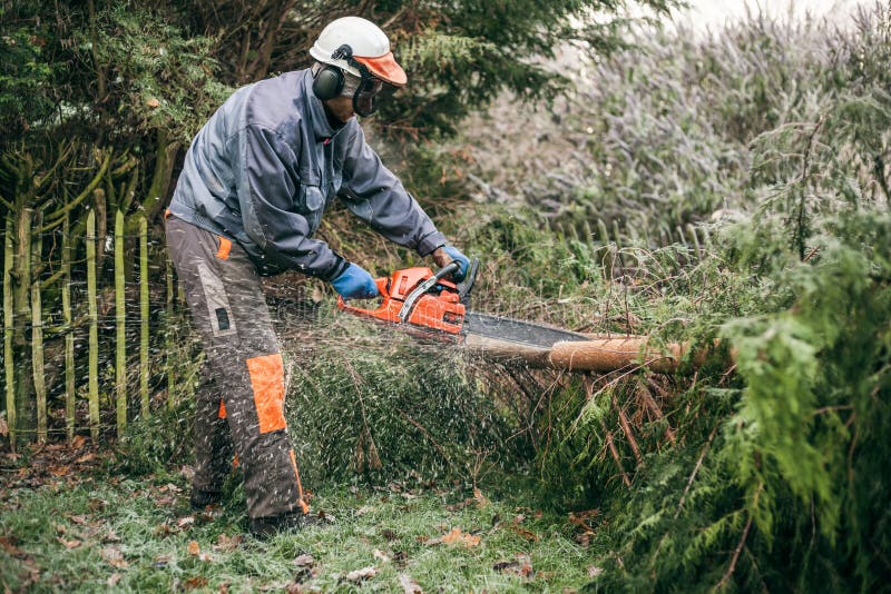 Cutting down large tree stock image. Image of sawing, lumber - 9173897