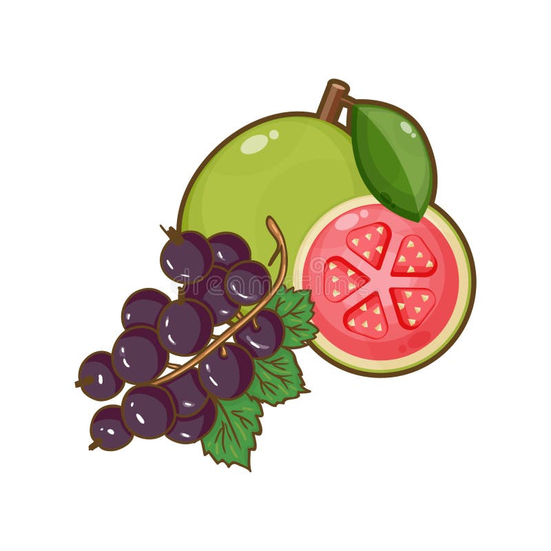 Professional Grape and Guava Vector Image Stock Vector - Illustration ...