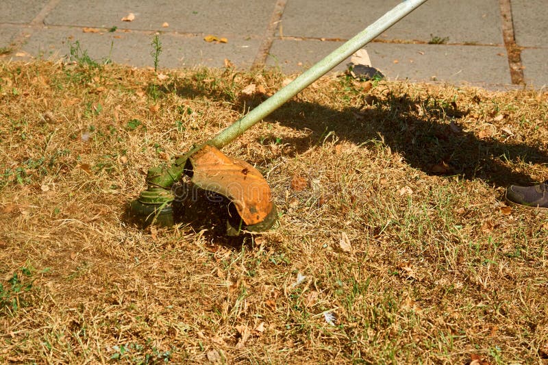 Professional Grass Cutting on Lawns with a Mini Handle Lawn Mower Stock ...