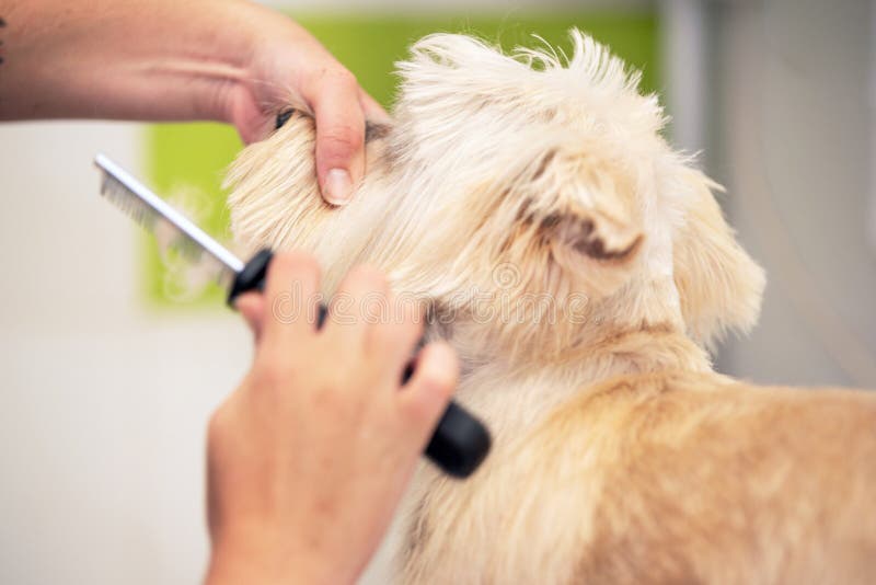 Professional Groomer Combing the Dog`s Hair with a Comb. Stock Photo ...