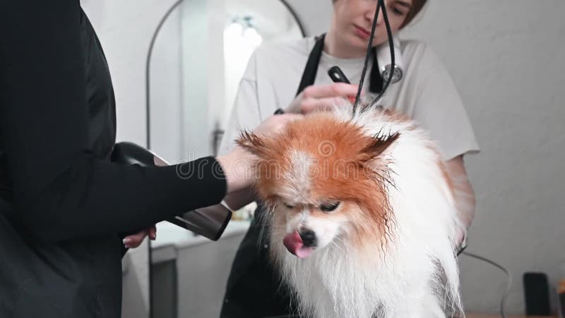 Professional Groomer Teaches Grooming Techniques Using a Spitz. a ...
