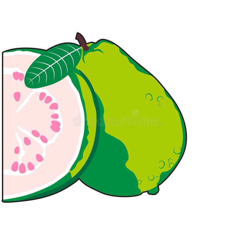 Professional Guava Vector Art Image Stock Vector - Illustration of ...
