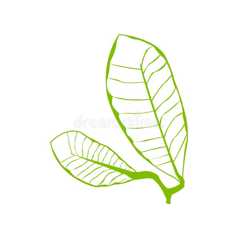 Professional Leaf Line Vector Art Image Stock Vector - Illustration of ...