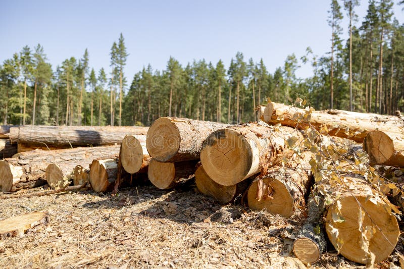 Professional Logging. Logs Lie on the Ground Stock Image - Image of ...