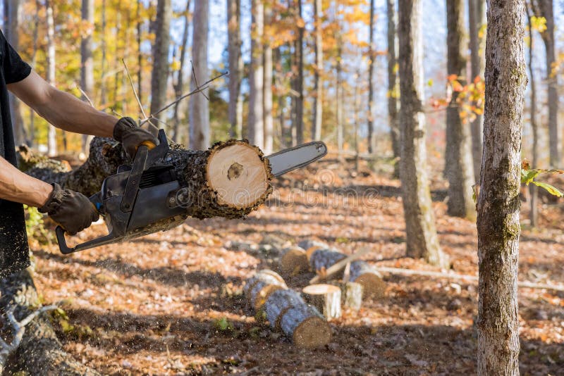 Using Forestry Mulcher, we Loaded Roots from Trees To an Industrial ...