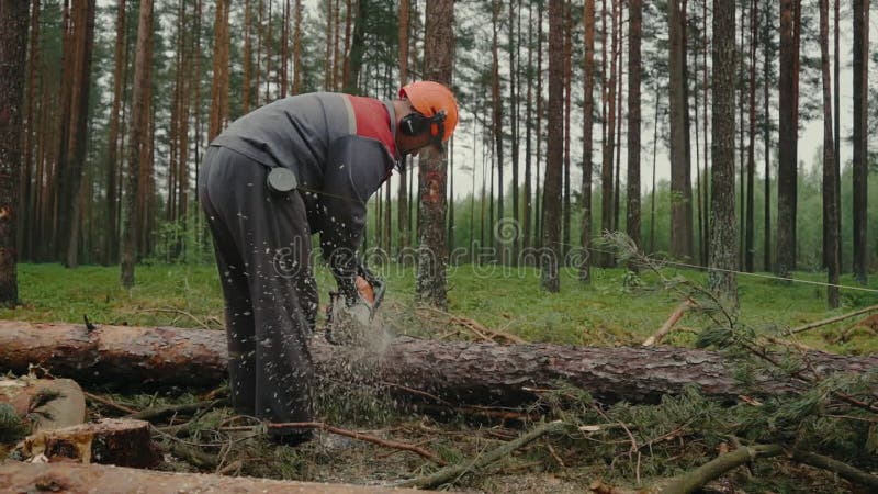 Deforestation, Forest Cutting Concept. Wood is Getting Sawn by the ...