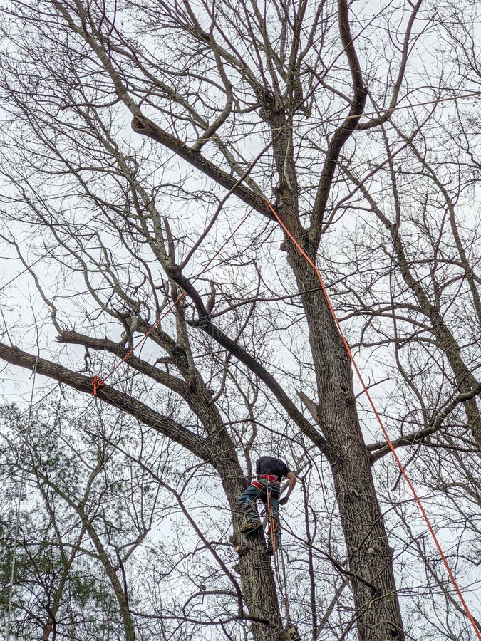 Professional Lumberjack Cutting a Big Tree in the Backyard Stock Photo ...