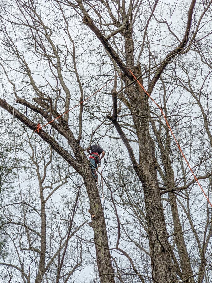 Professional Lumberjack Cutting a Big Tree in the Backyard Stock Image ...