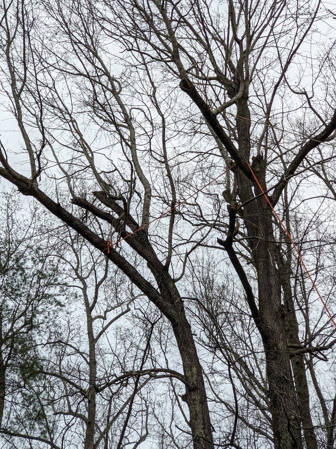 Professional Lumberjack Cutting a Big Tree in the Backyard Stock Image ...