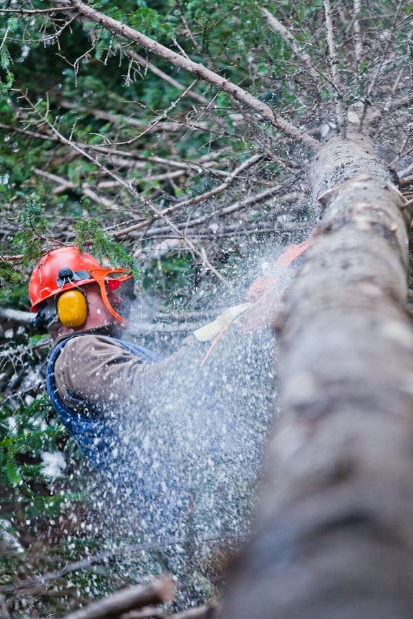 Professional Lumberjack Cutting a Big Tree Stock Image - Image of ...