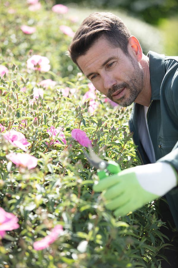 Professional Male Gardener Pruning Flowers Stock Image - Image of pink ...